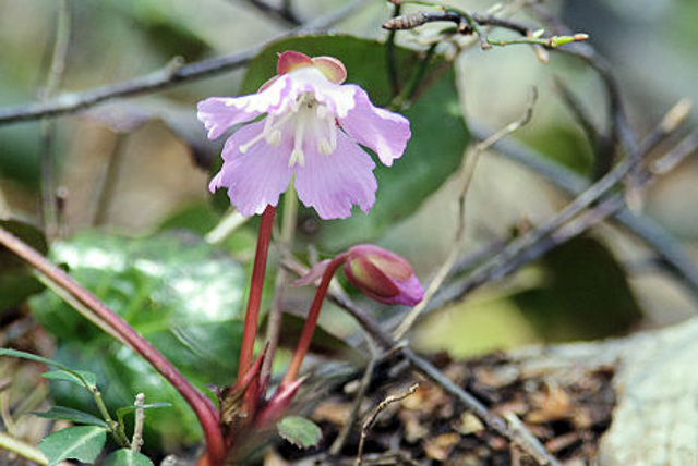 鶴岡市大山・高館山273m～八森山234m: のんびり山歩き（2）