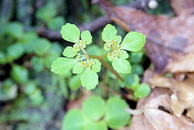 鶴岡市大山・高館山273m～八森山234m: のんびり山歩き（2）