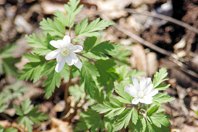 鶴岡市大山・高館山273m～八森山234m: のんびり山歩き（2）